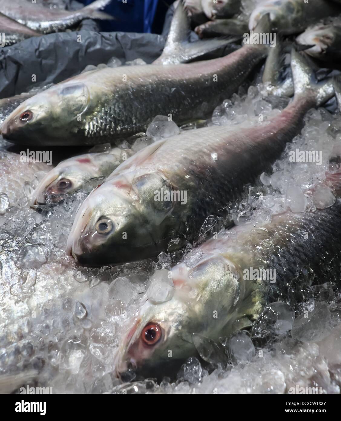 Bangladesh national fish hi-res stock photography and images - Alamy