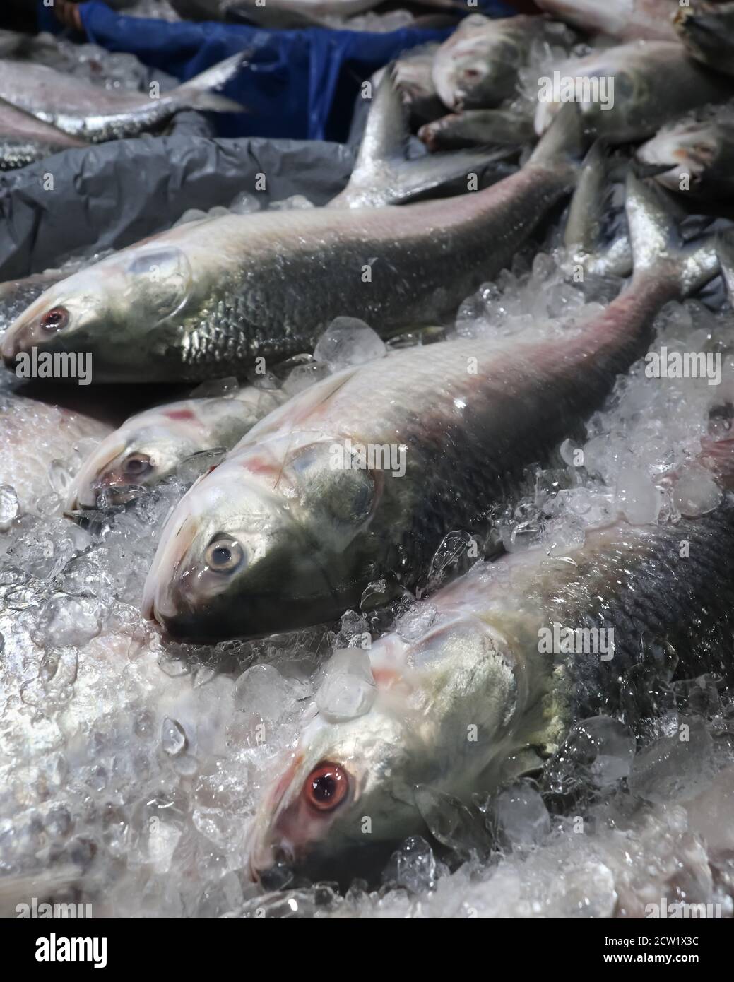 Hilsa fish in bangladesh hi-res stock photography and images - Alamy