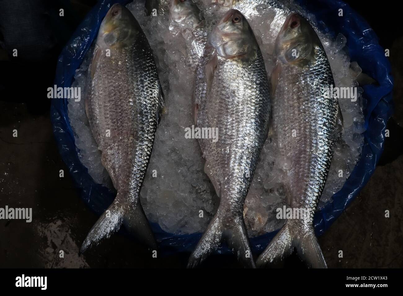 Exclusive rare hilsa fish image i captured this image from Candpur ...