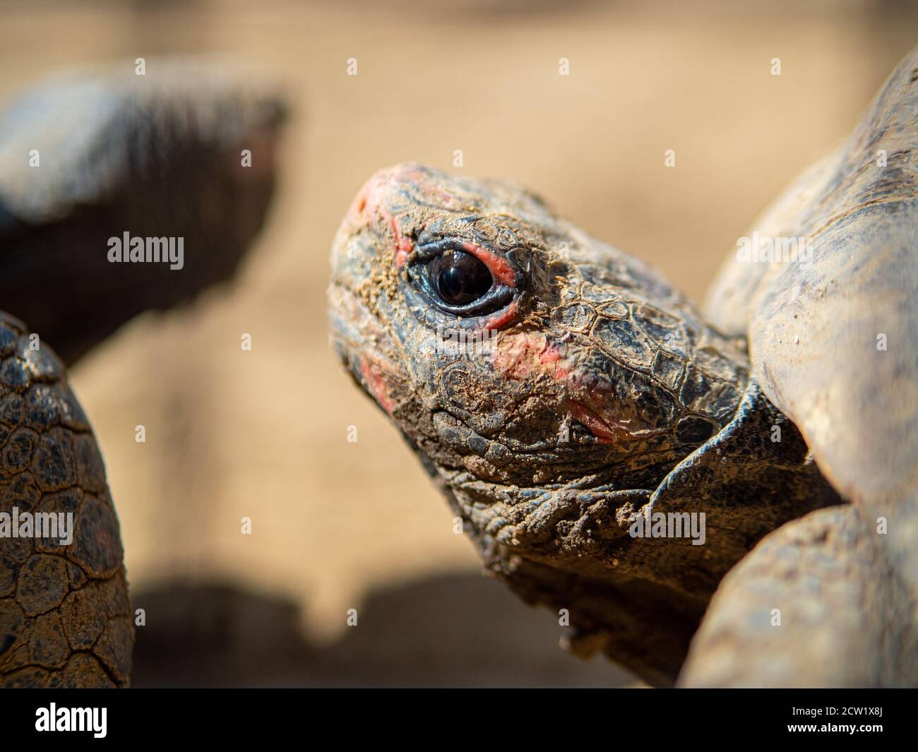 Tortoise head hi-res stock photography and images - Alamy