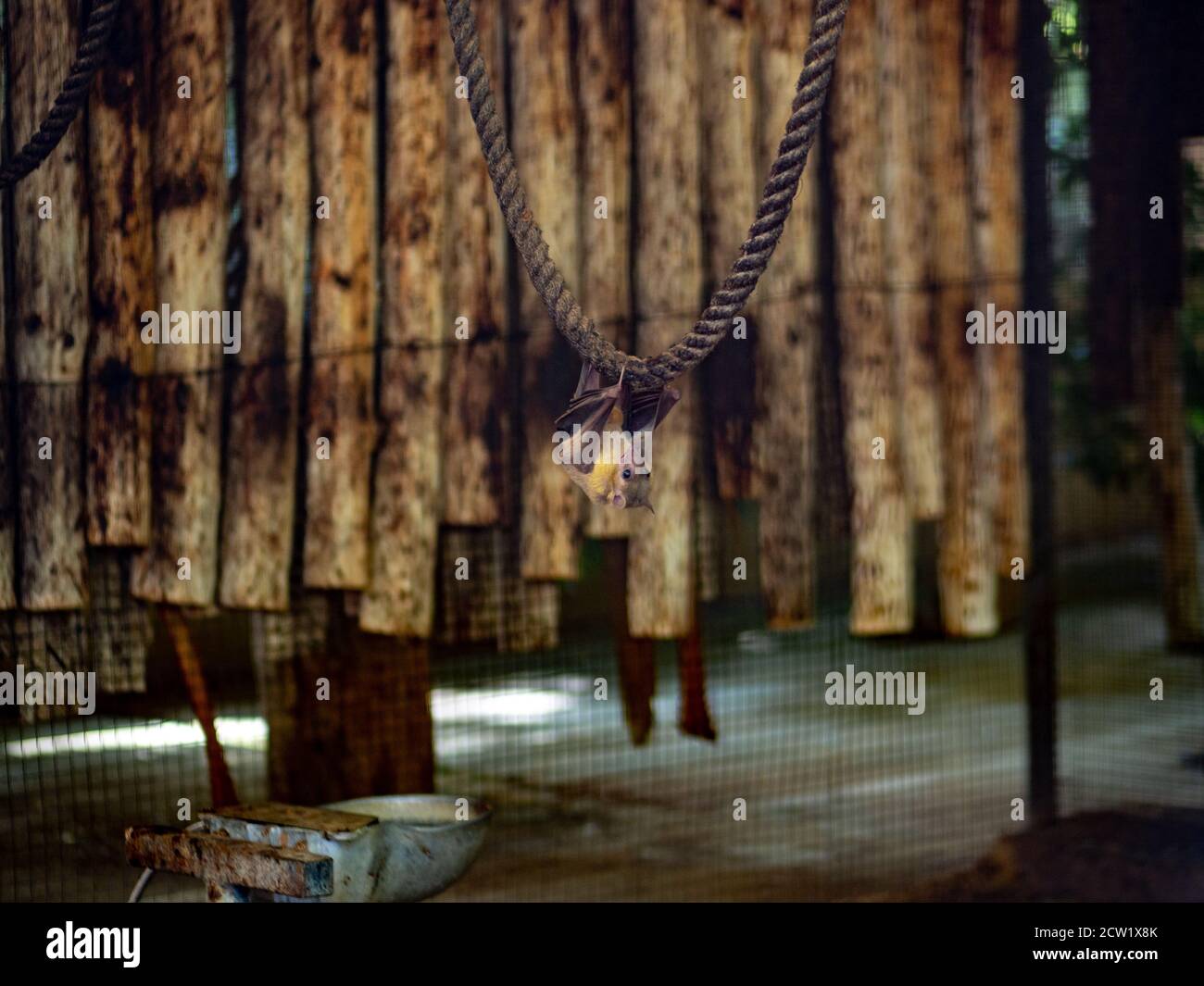 Egyptian fruit bat hanging on a rope Stock Photo - Alamy