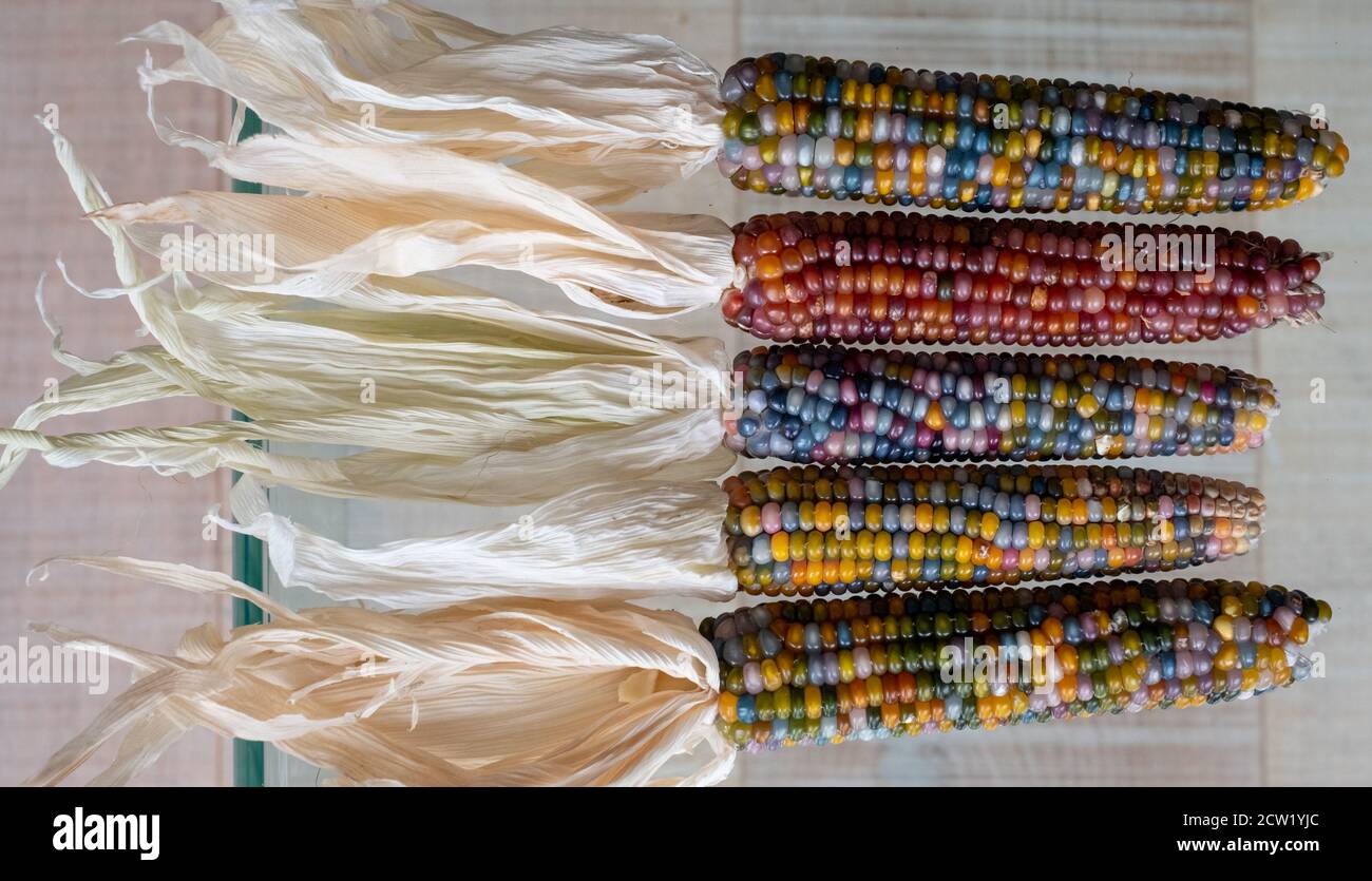 Flint corn hi-res stock photography and images - Alamy