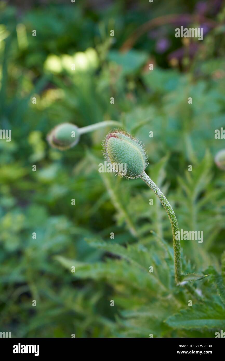Green flower pods Stock Photo - Alamy
