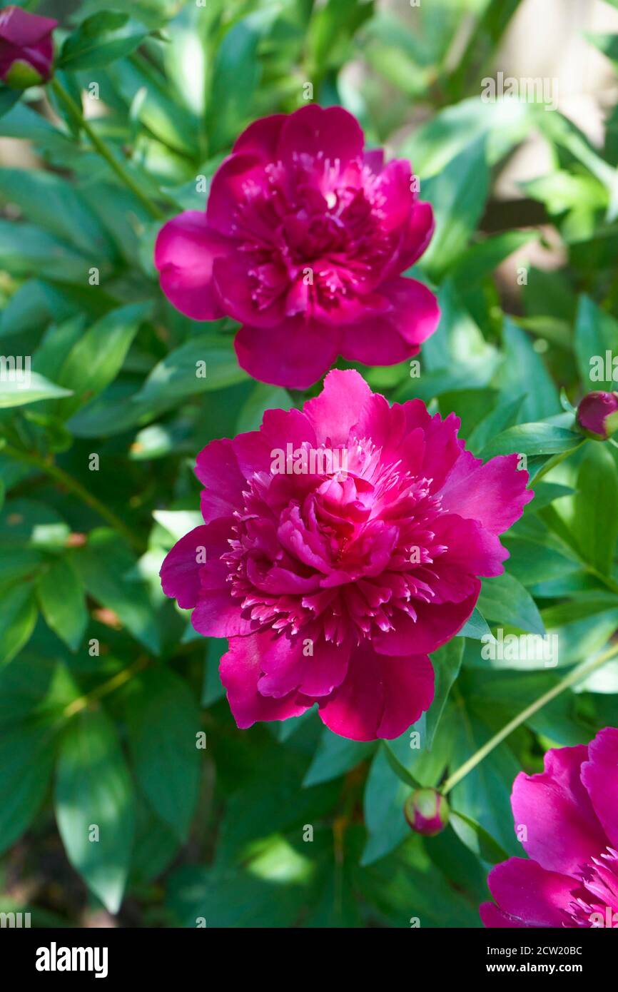 Bright pink spring flowers hi-res stock photography and images - Alamy