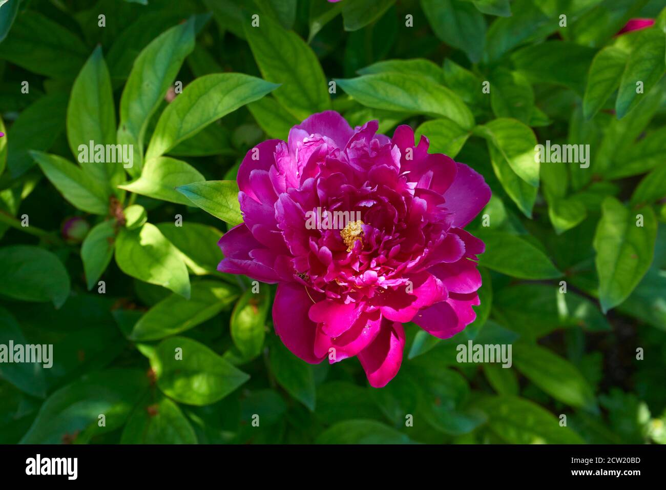 Bright pink spring flowers hi-res stock photography and images - Alamy