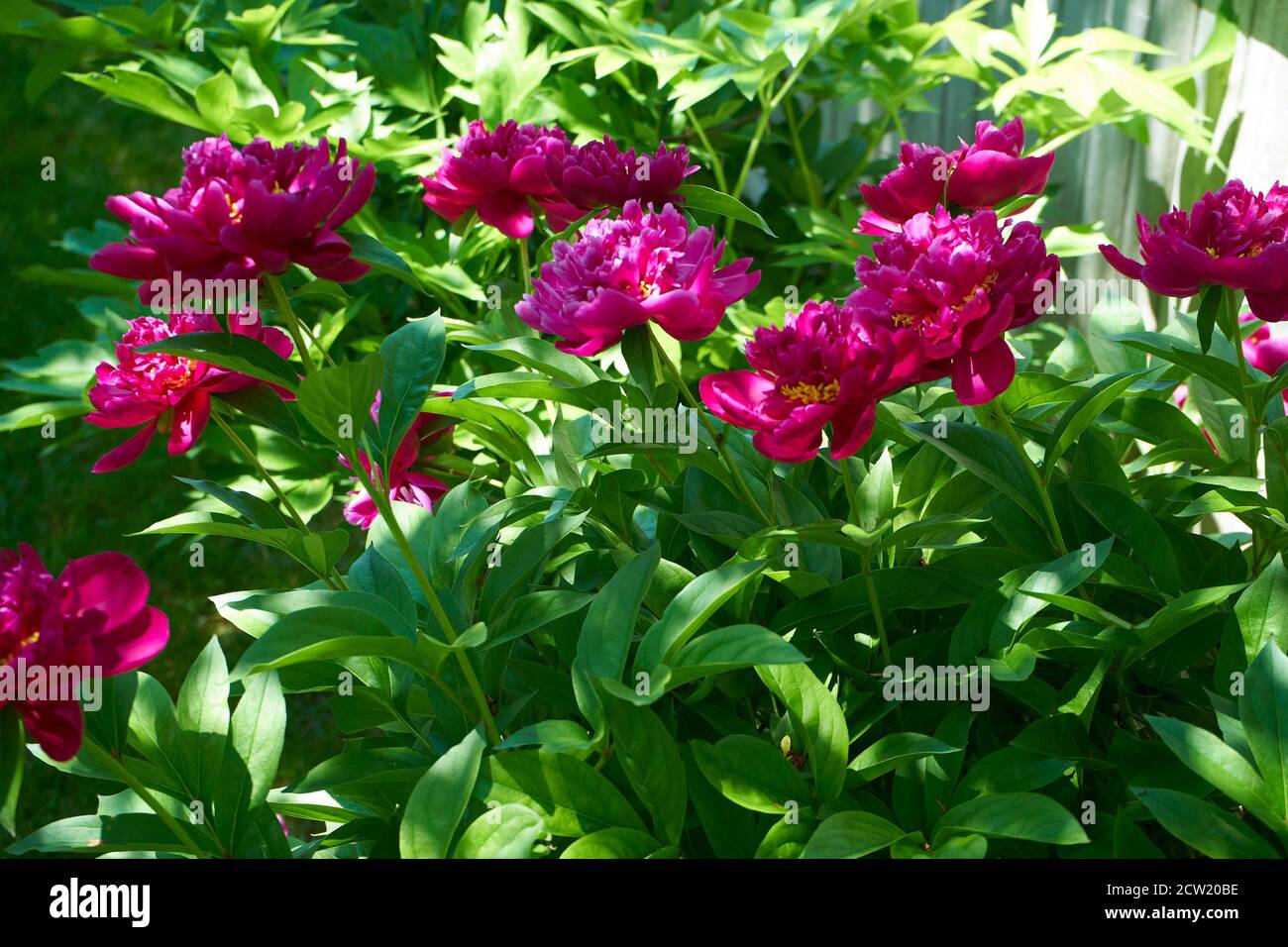 Bright pink spring flowers hi-res stock photography and images - Alamy