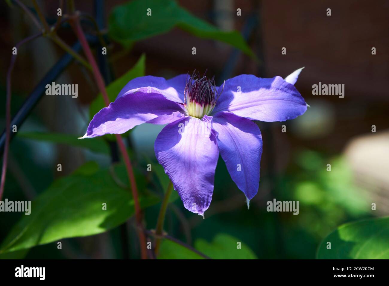 Violet summer flower blooming hi-res stock photography and images - Alamy