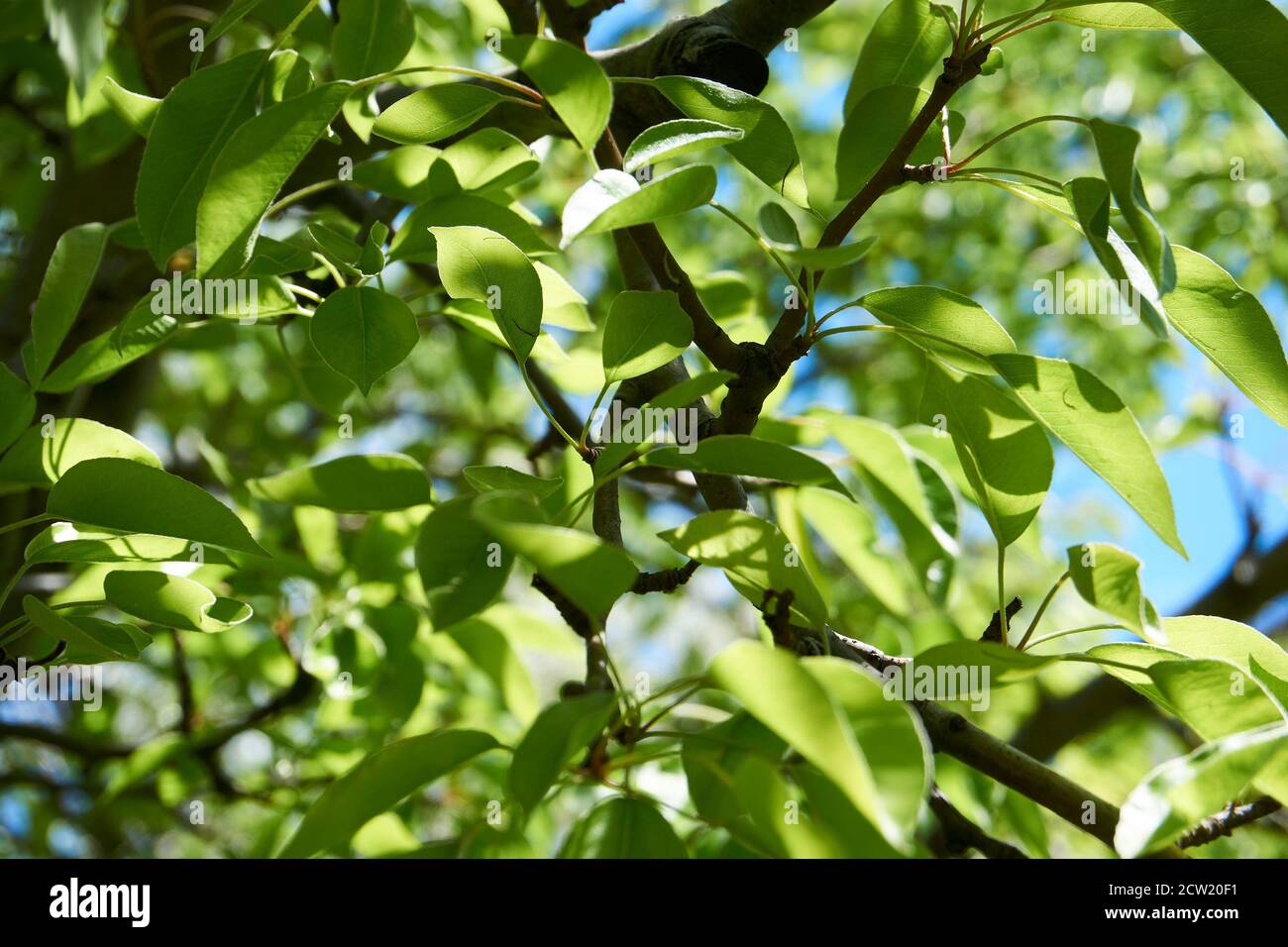 Close up trees branches leaves green hi-res stock photography and ...