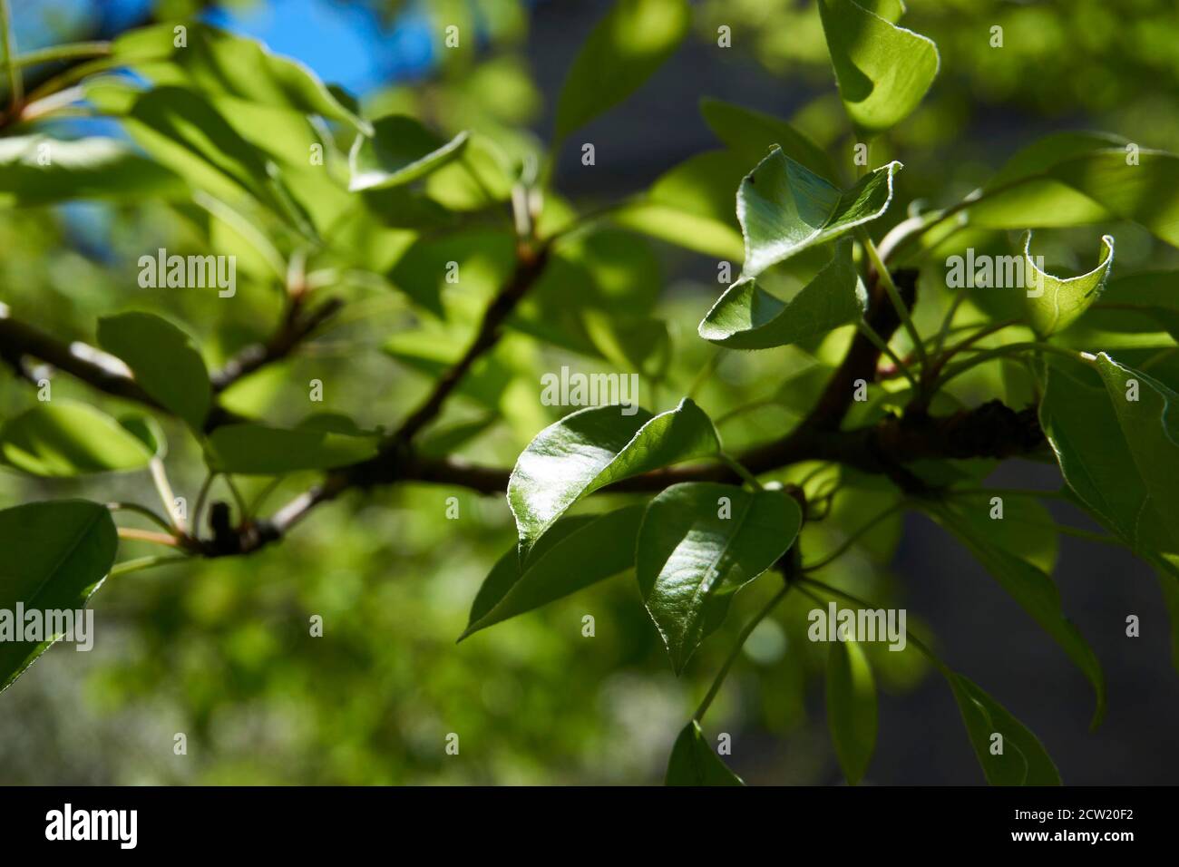Close up trees branches leaves green hi-res stock photography and ...