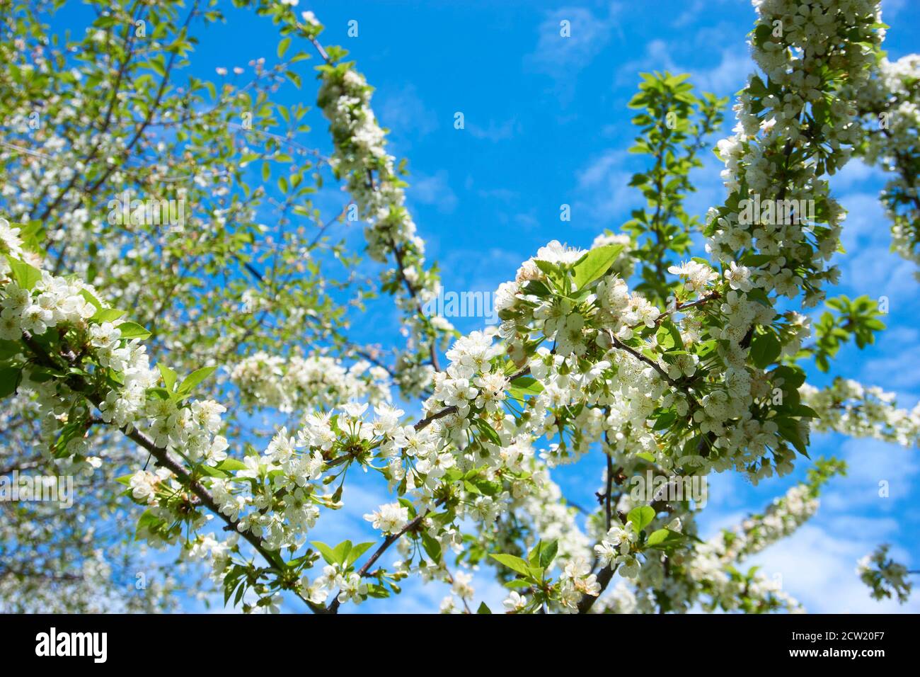 Branches of cherry tree hi-res stock photography and images - Alamy