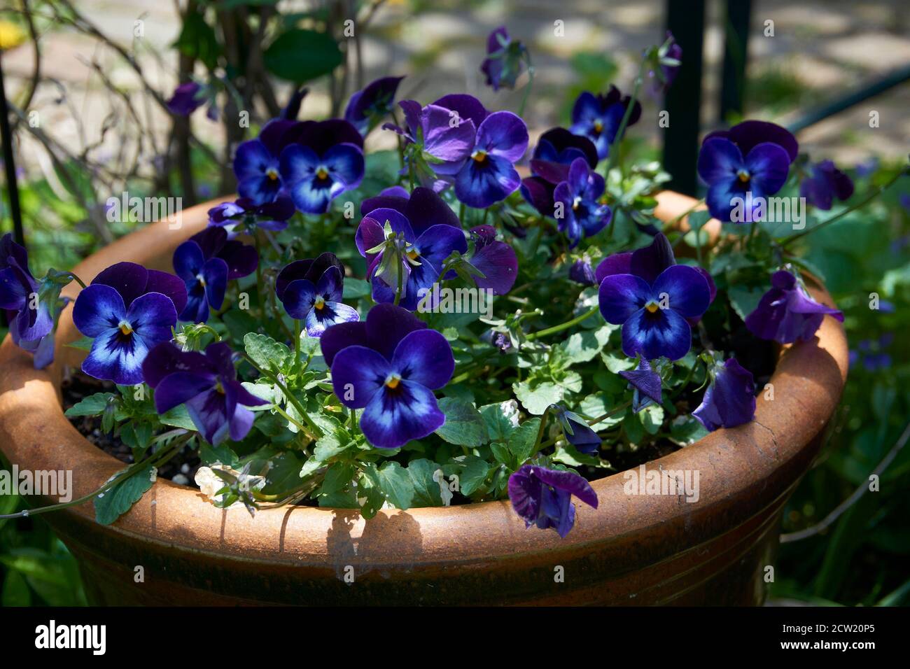 Blue garden planter hi-res stock photography and images - Alamy