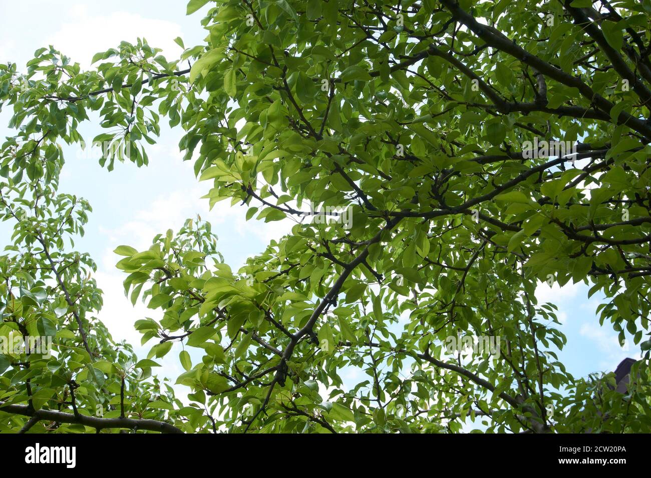 Tree tops green leaves hi-res stock photography and images - Alamy