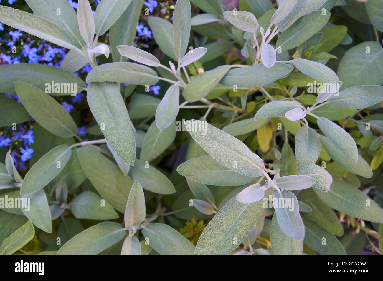 Sage bush hi-res stock photography and images - Alamy