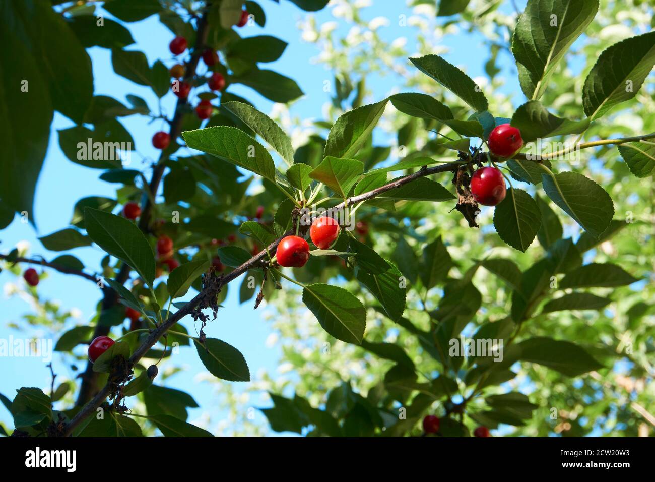 Cherry tree fruit hi-res stock photography and images - Alamy