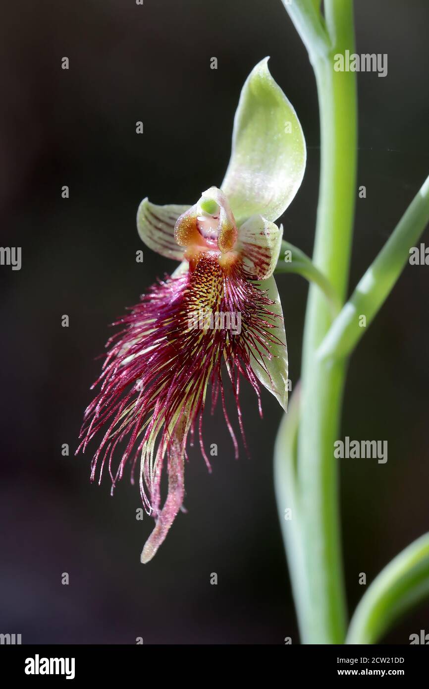 Red Beard Orchid in flower Stock Photo - Alamy