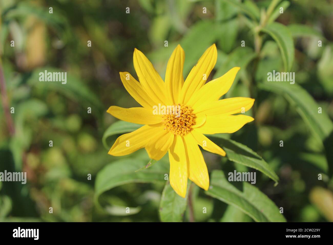 Hairy sunflower hi-res stock photography and images - Alamy