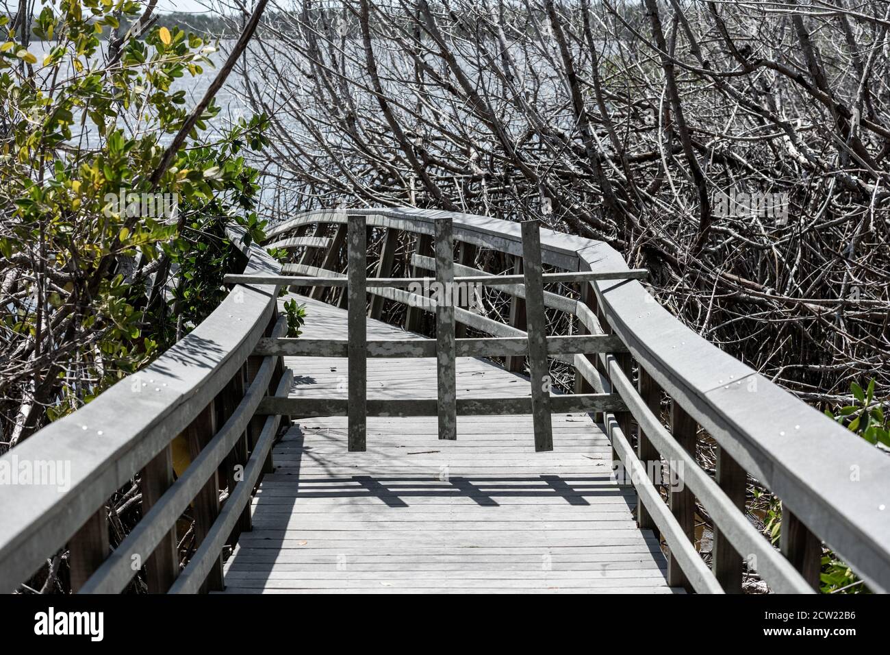 Closed Boardwalk from hurrican damage in Everglades Stock Photo - Alamy