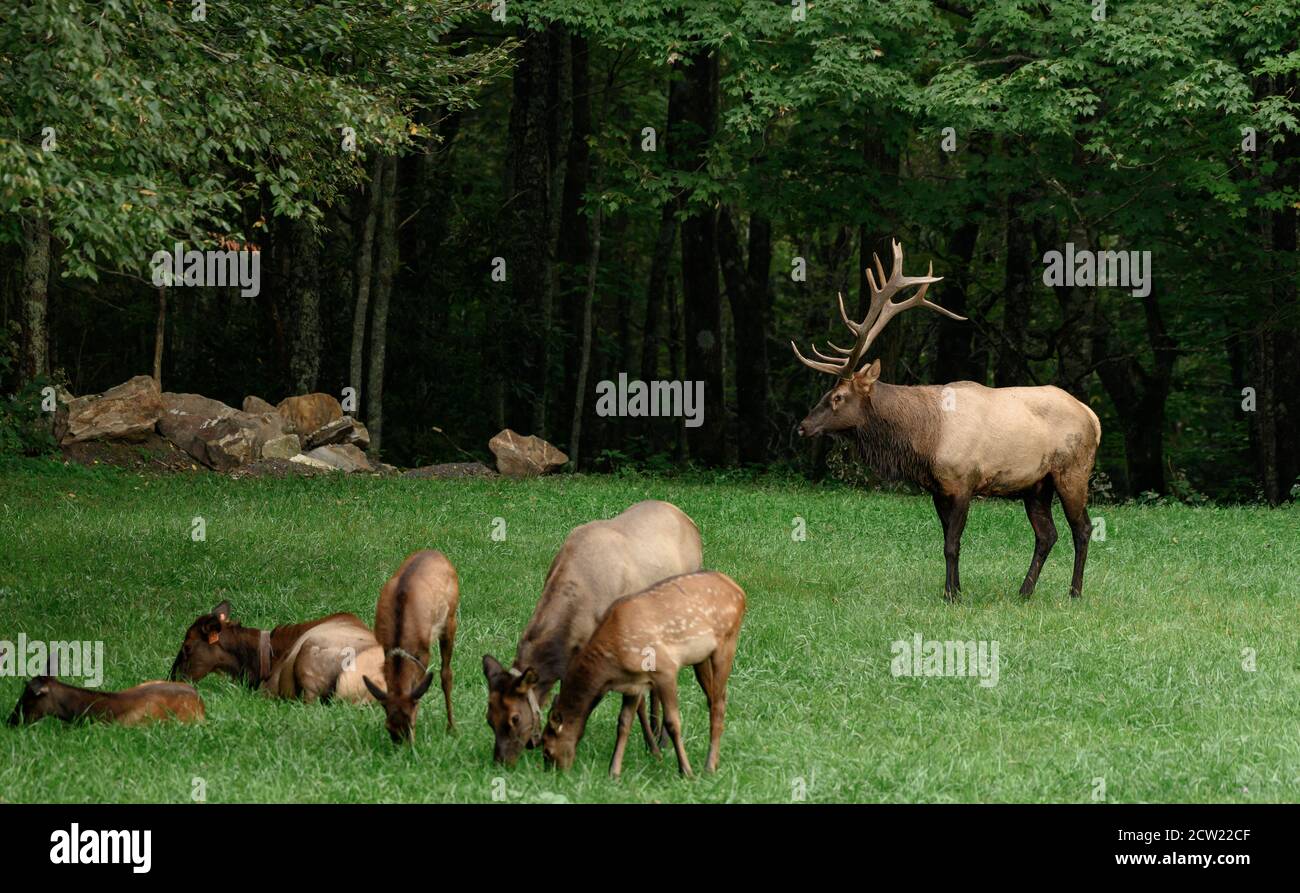 Bull Elk Looks Over Young Elk sitting in field Stock Photo - Alamy
