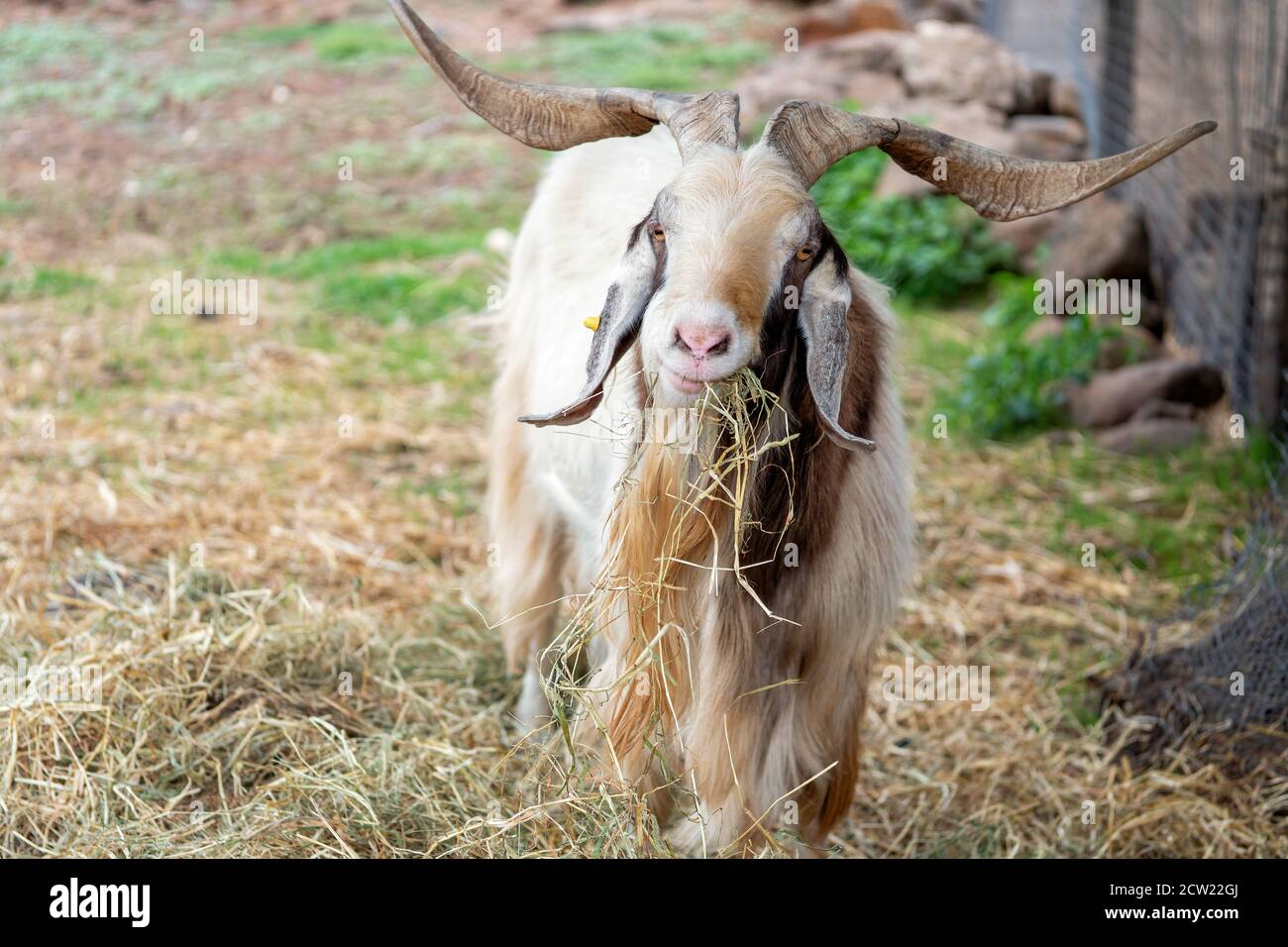 Goat With Big Horns High Resolution Stock Photography and Images - Alamy