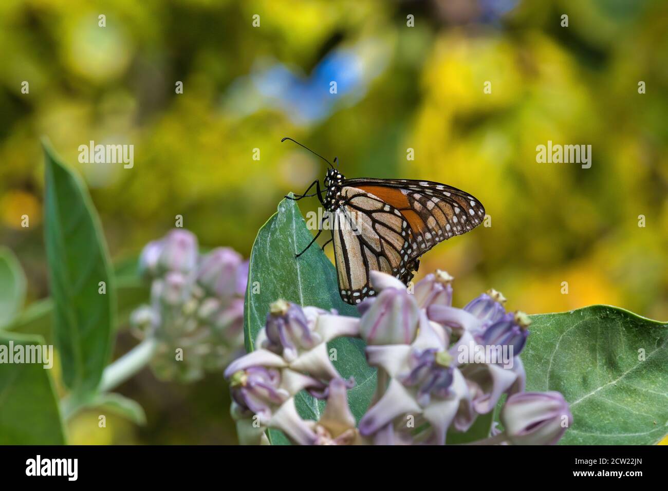 Beautiful side view of a Monarch butterfly resting in a giant milkweed ...