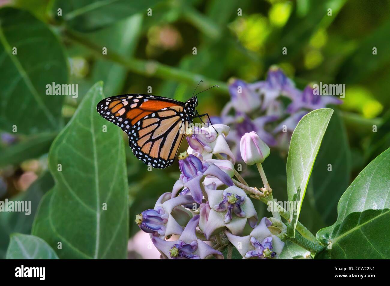 Monarch butterfly eye hi-res stock photography and images - Alamy