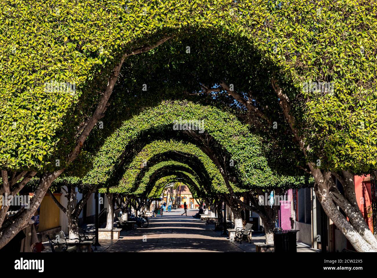 An arch walk way of sculpted trees leads to the town square in the town ...