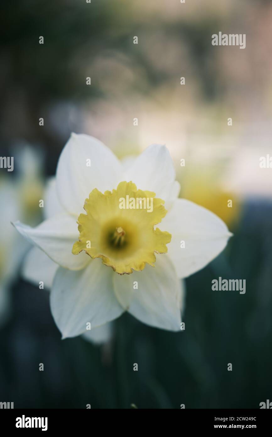 Spring Flower in New Zealand Stock Photo - Alamy