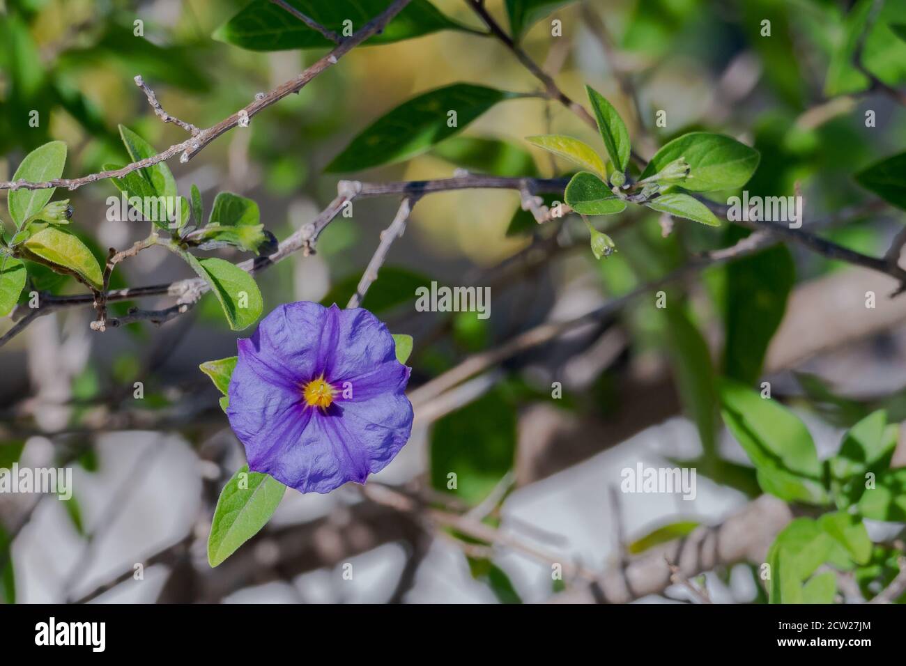 Lycianthes rantonnetii or blue potato bush plant blooming outdoor Stock ...