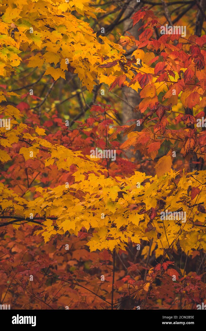 Colourful maple trees in the Indian summer Stock Photo - Alamy