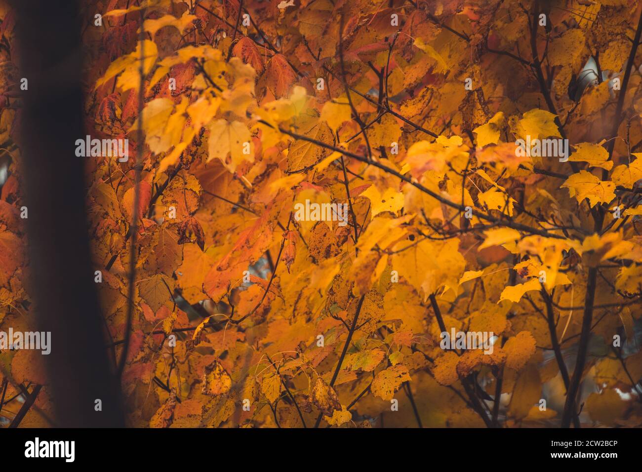 Colourful maple trees in the Indian summer Stock Photo - Alamy