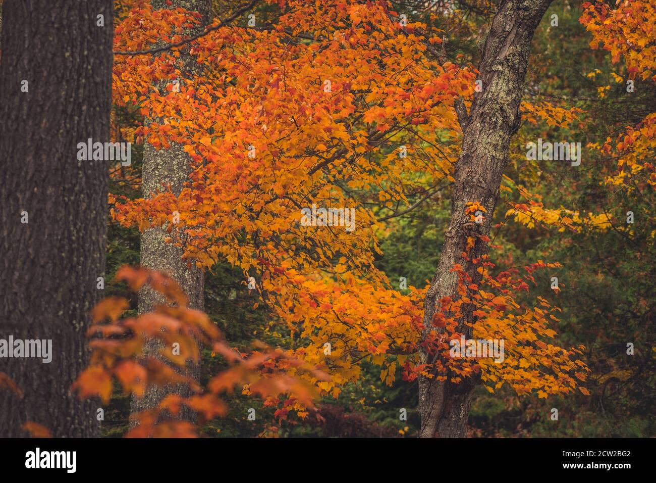 Indian summer hi-res stock photography and images - Alamy