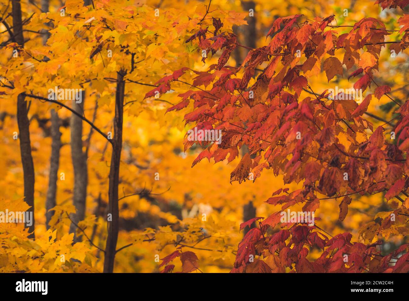 Colourful maple trees in the Indian summer Stock Photo - Alamy