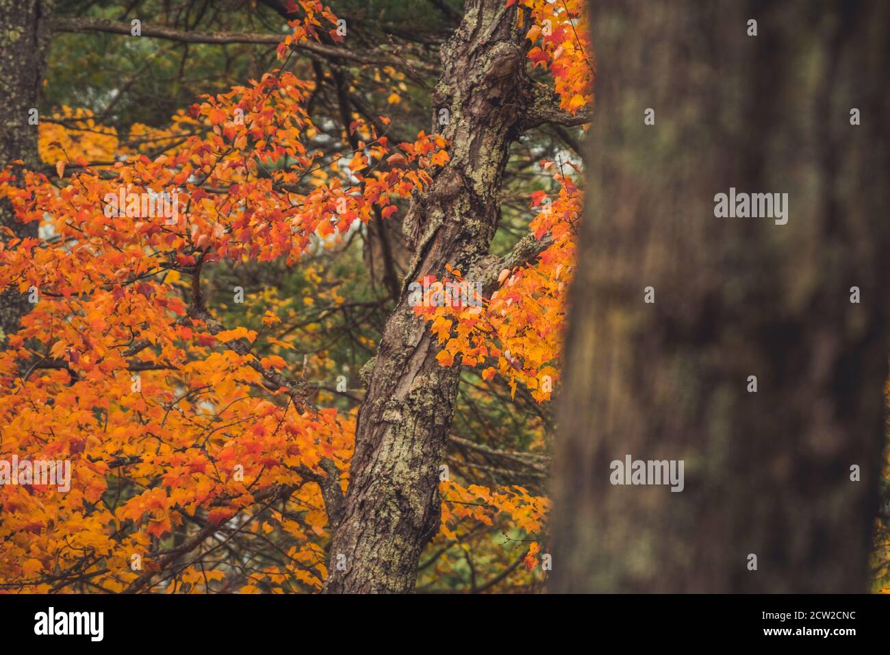 Colourful maple trees in the Indian summer Stock Photo - Alamy