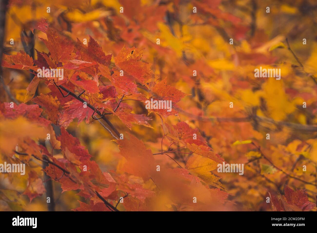 Colourful maple trees in the Indian summer Stock Photo - Alamy