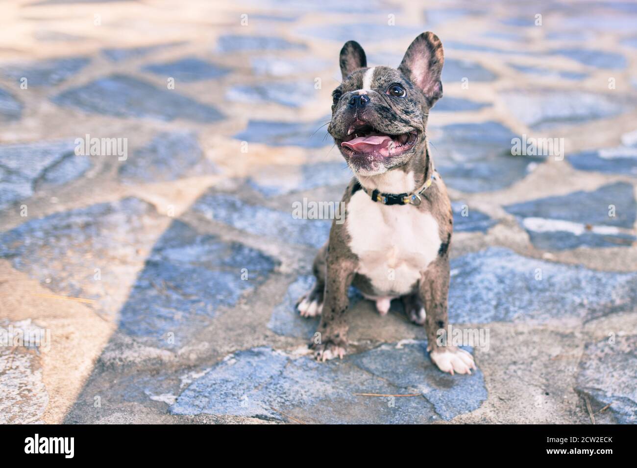 Beautiful puppy spotted french bulldog happy at the park outdoors Stock ...