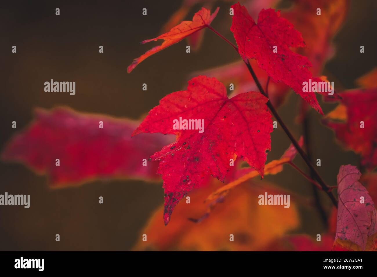 Coloured maple leaves hi-res stock photography and images - Alamy