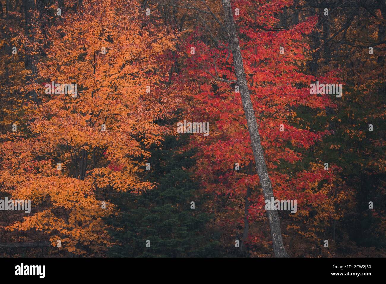Indian summer autumn hi-res stock photography and images - Alamy