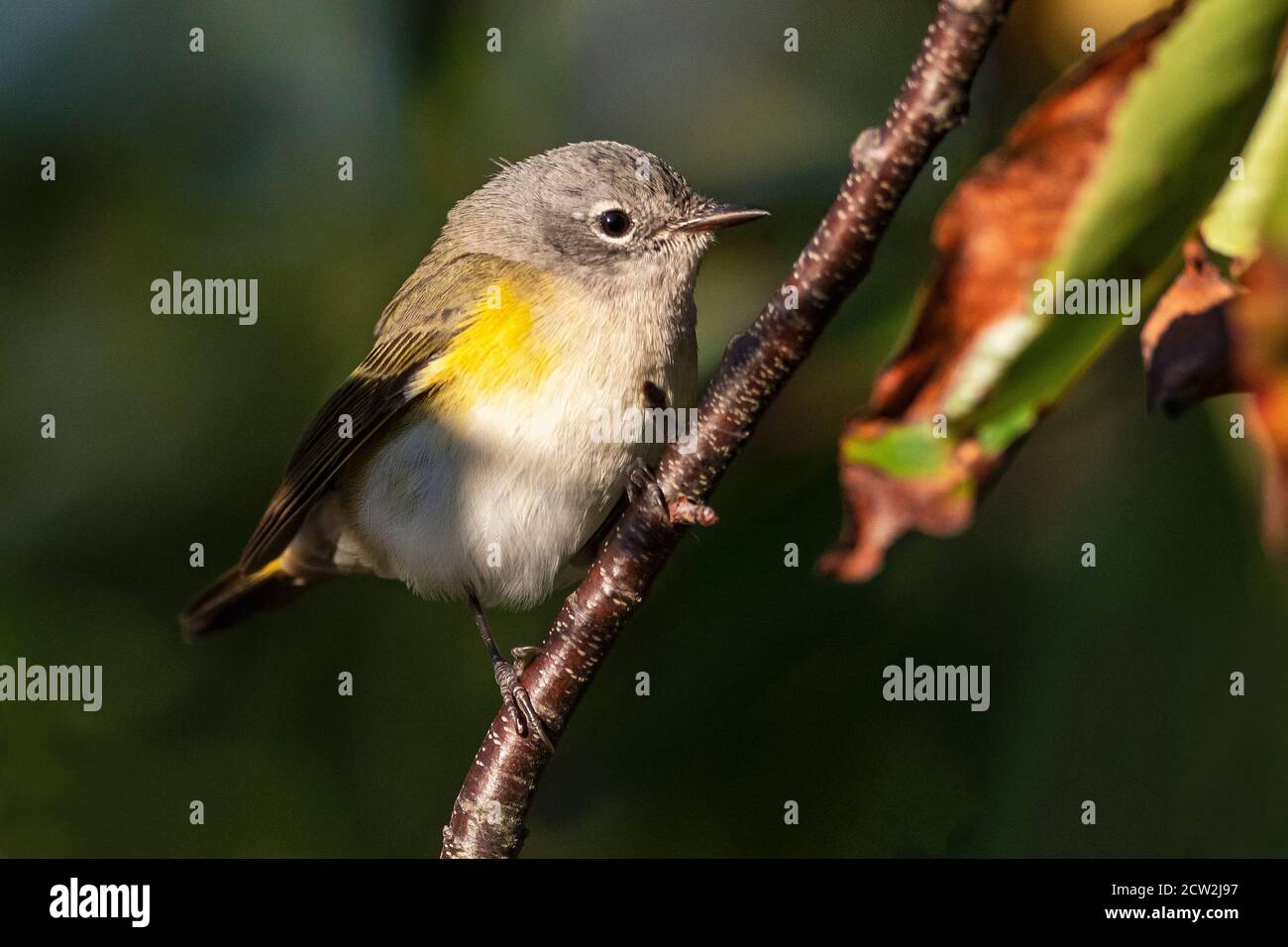 Female common yellowthroat during fall migration Stock Photo - Alamy