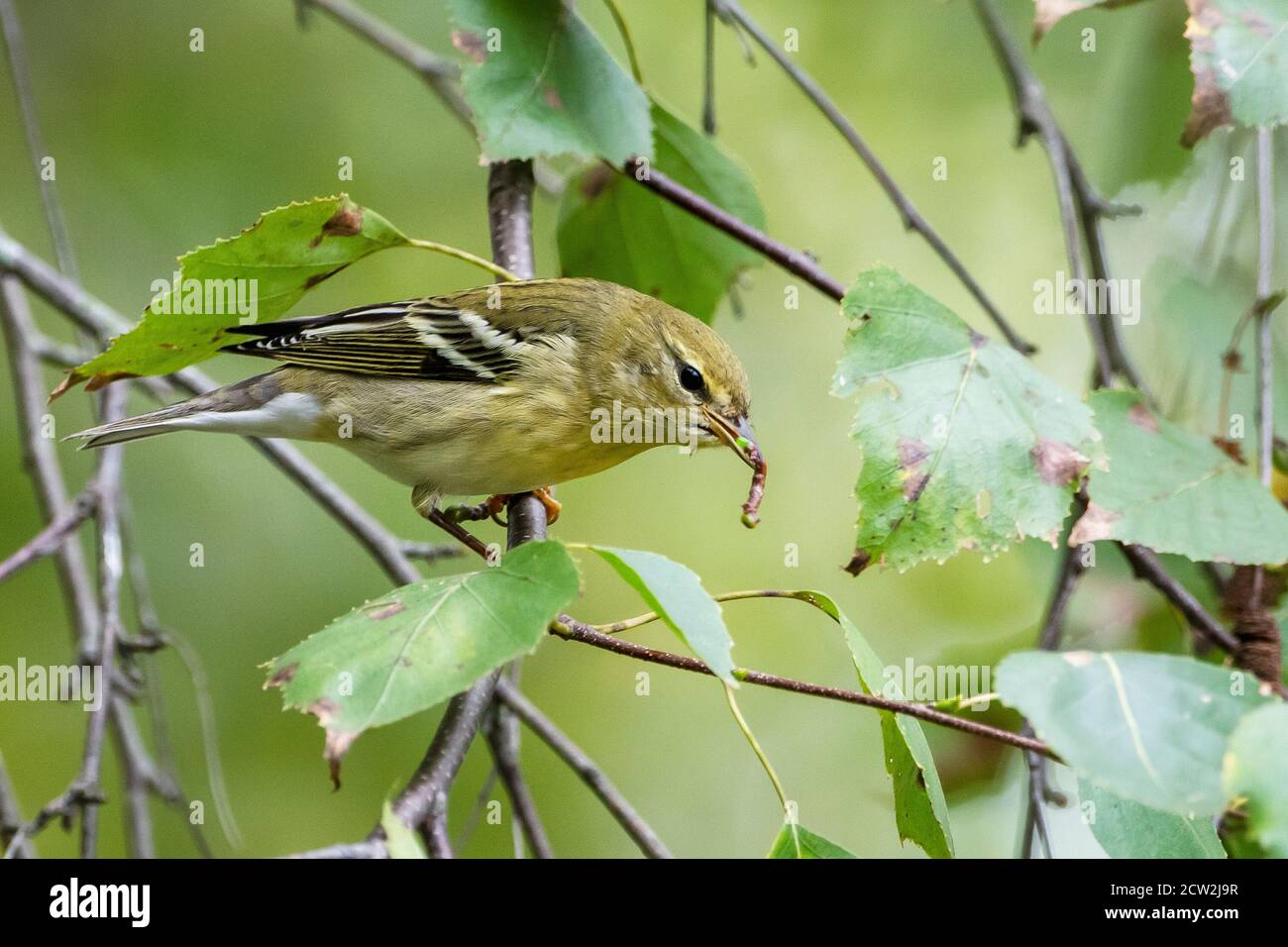 Blackpoll warbler during fall migration Stock Photo - Alamy