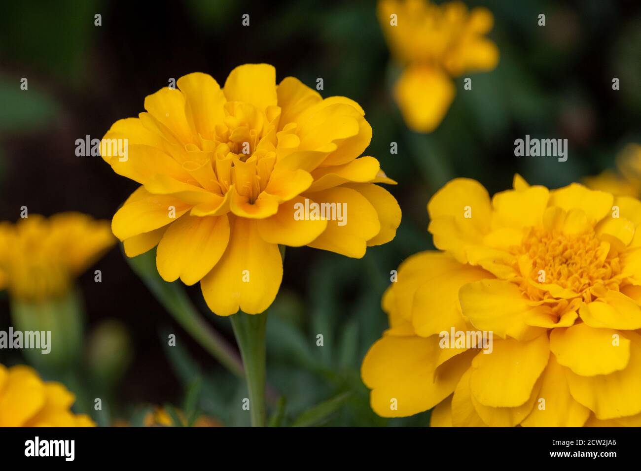 Yellow African Marigold Stock Photo - Alamy