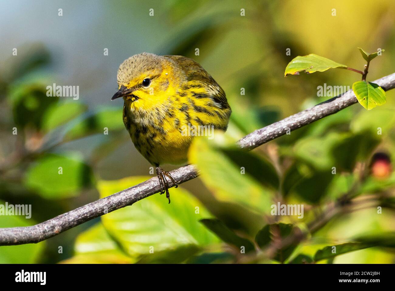 Cape May warbler during fall migration Stock Photo - Alamy