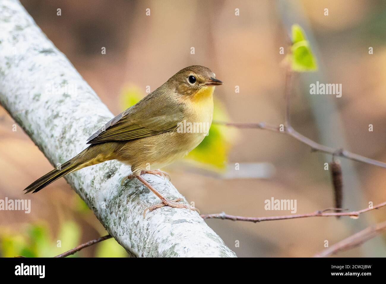 Female common yellowthroat during fall migration Stock Photo - Alamy
