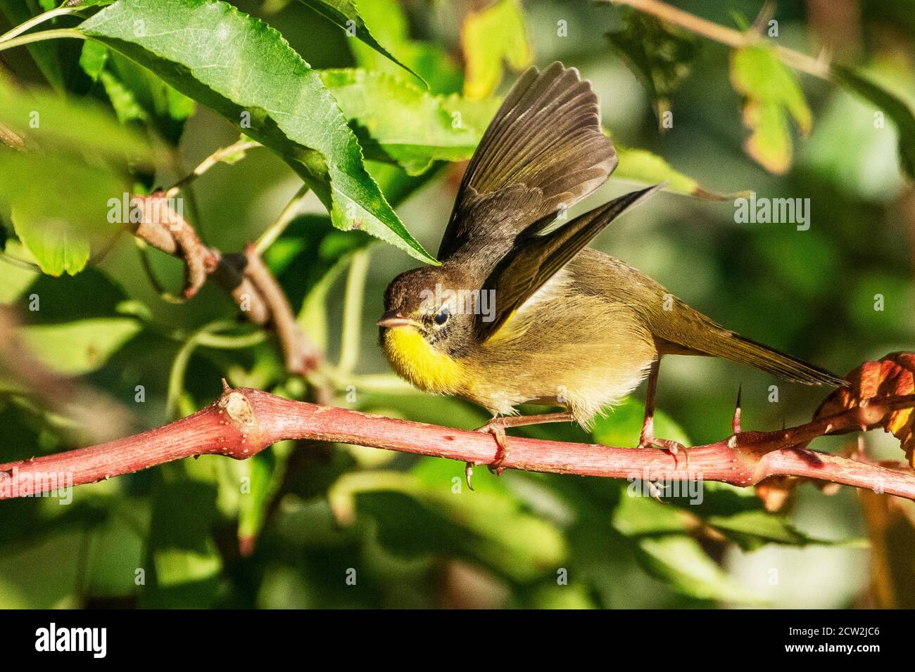 Female common yellowthroat during fall migration Stock Photo - Alamy