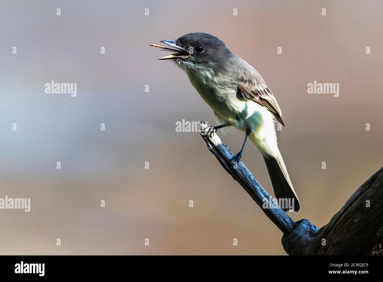 Eastern Phoebe with damselfly prey during fall migration Stock Photo ...