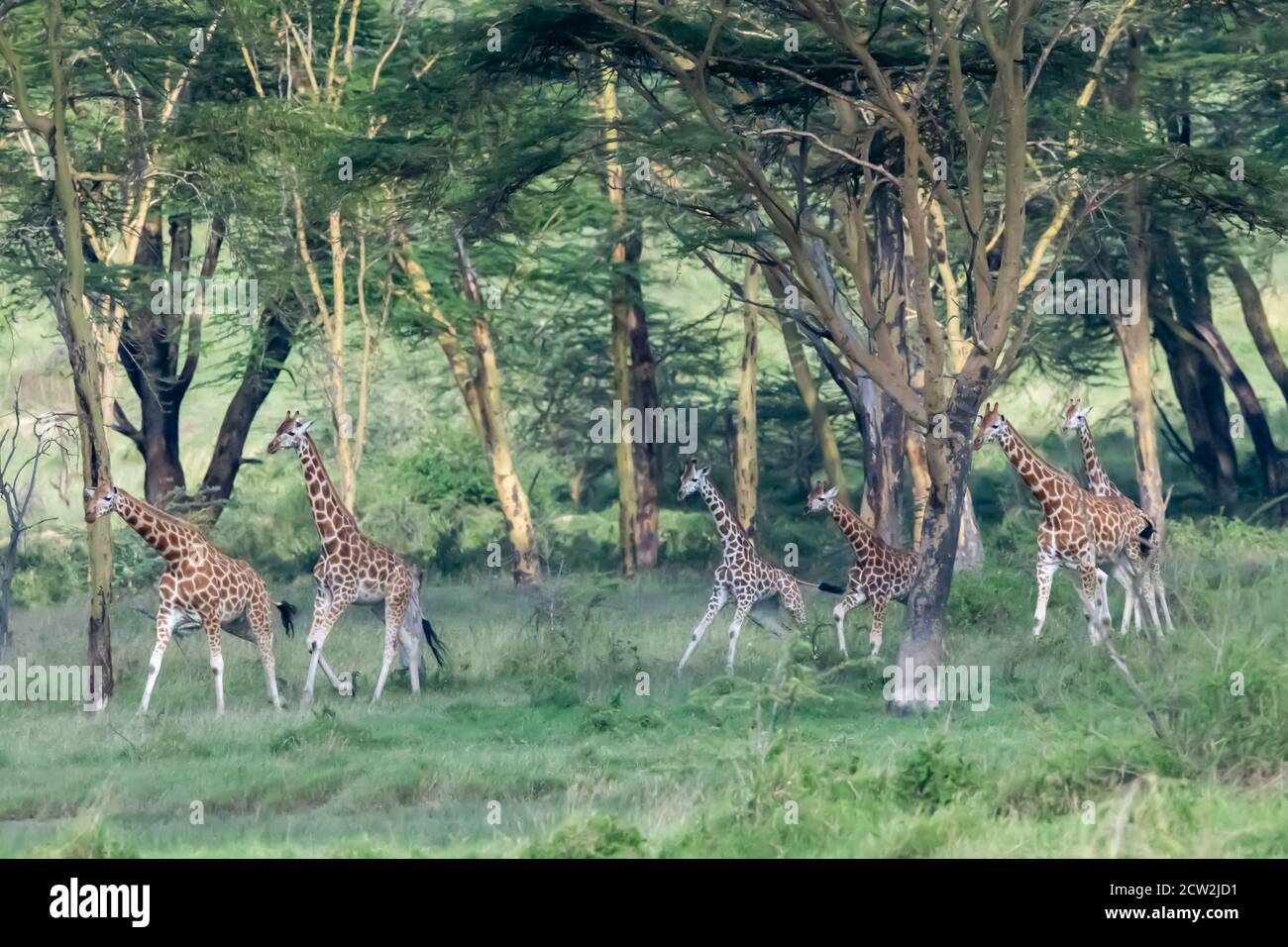 Reticulated giraffe(s) (Giraffa camelopardalis reticulata) in Kenya ...