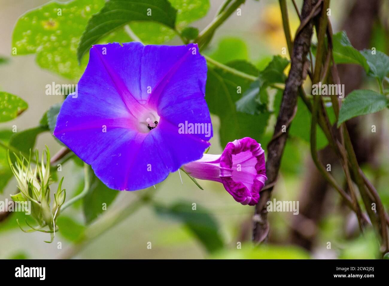 Blue japanese morning glory hi-res stock photography and images - Alamy