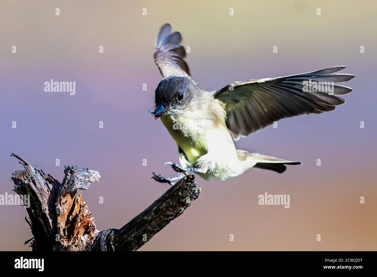 Eastern Phoebe during fall migration Stock Photo - Alamy