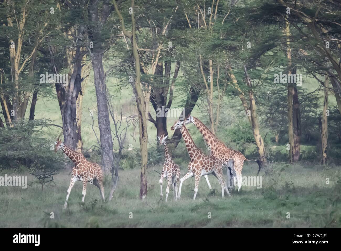 Reticulated giraffe(s) (Giraffa camelopardalis reticulata) in Kenya ...