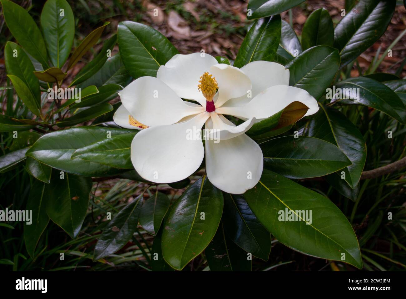 Plant - Southern Magnolia Stock Photo - Alamy