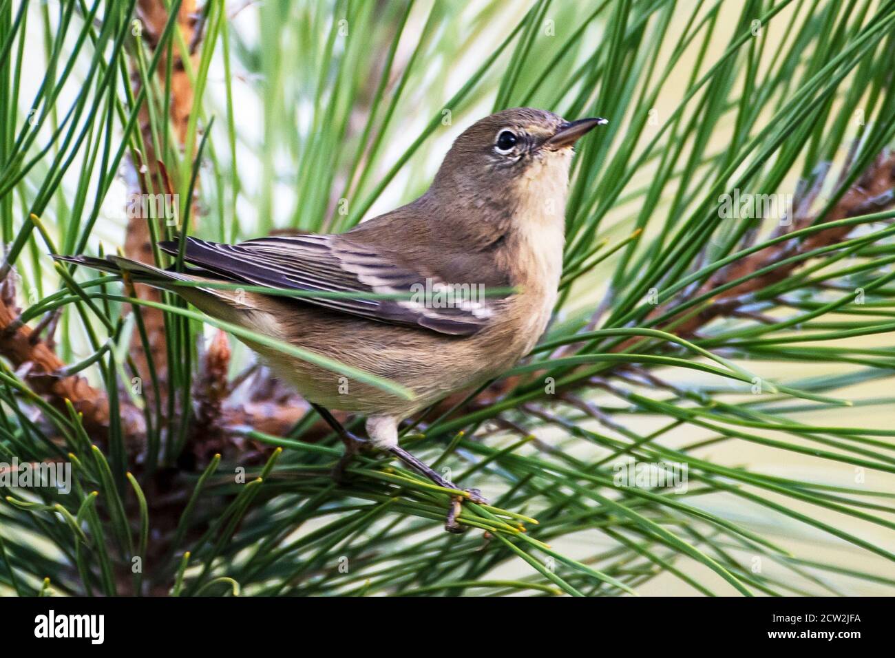 Fall songbird migration hi-res stock photography and images - Alamy